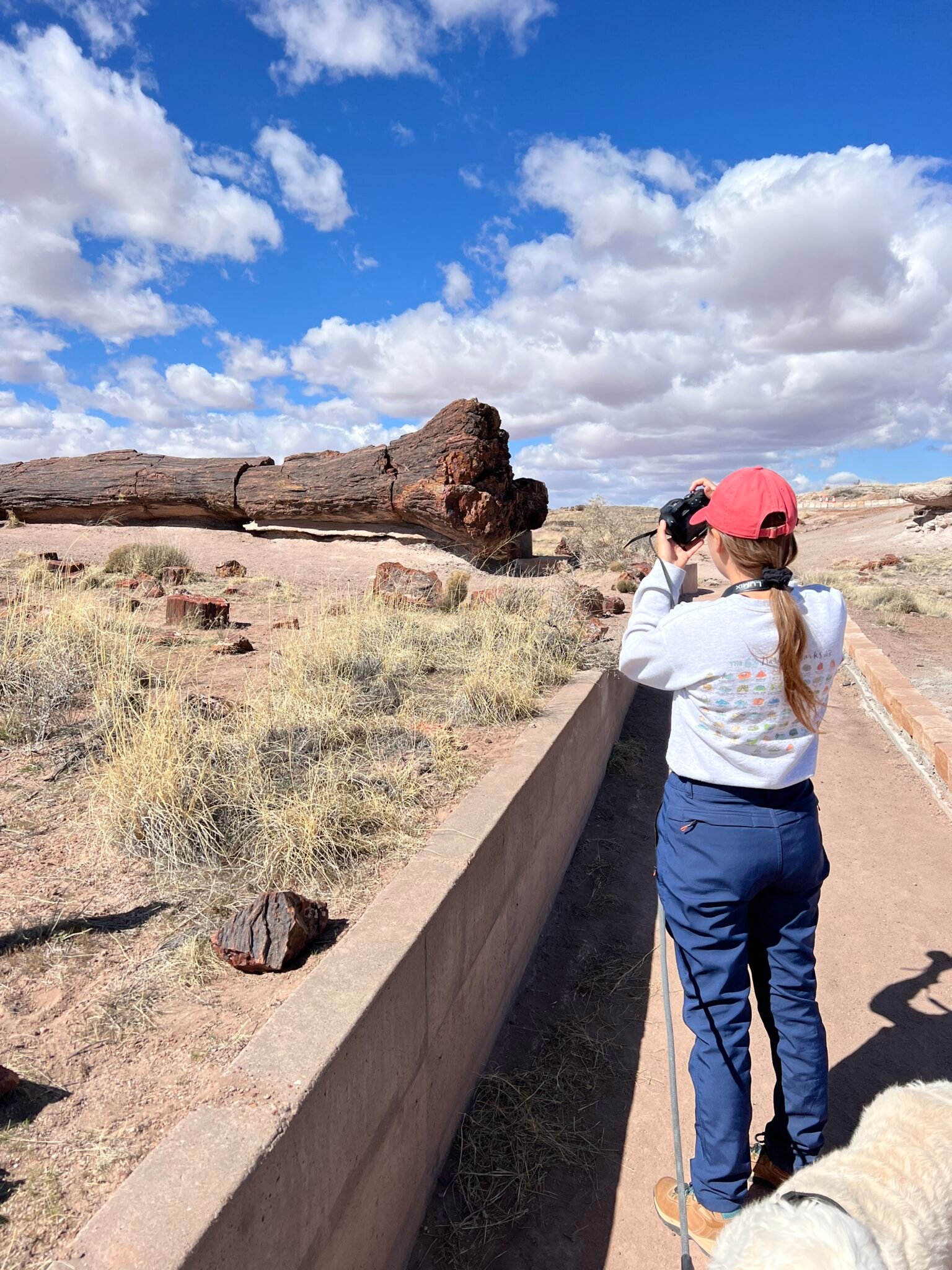 How to Spend One Day at Petrified Forest National Park - TRAVEL WITH ...